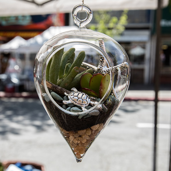 Shop around Telegraph in berkeley - Telegraph Business Improvement District